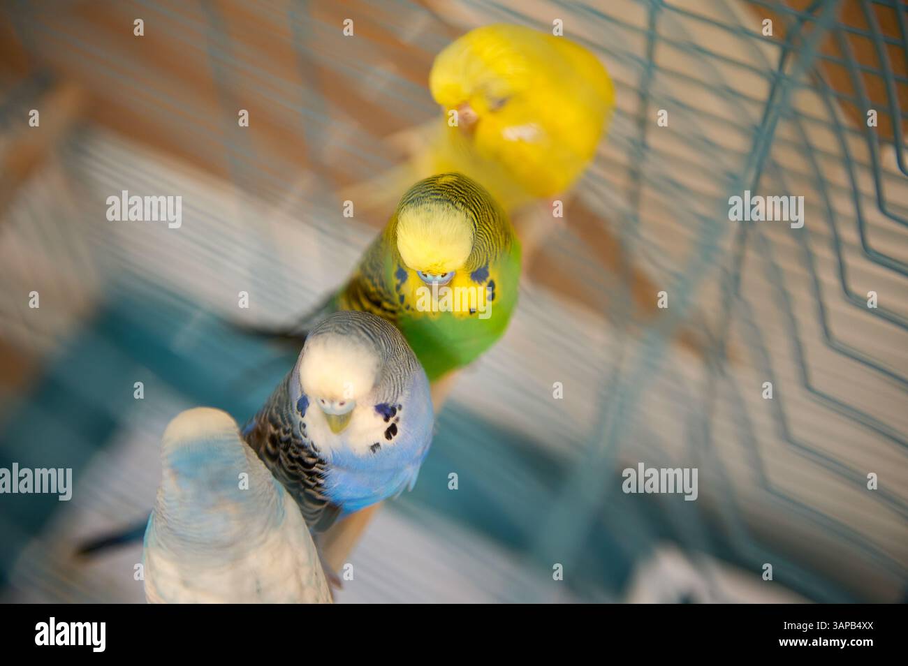 Poultry parakeets in cage hi-res stock photography and images - Alamy
