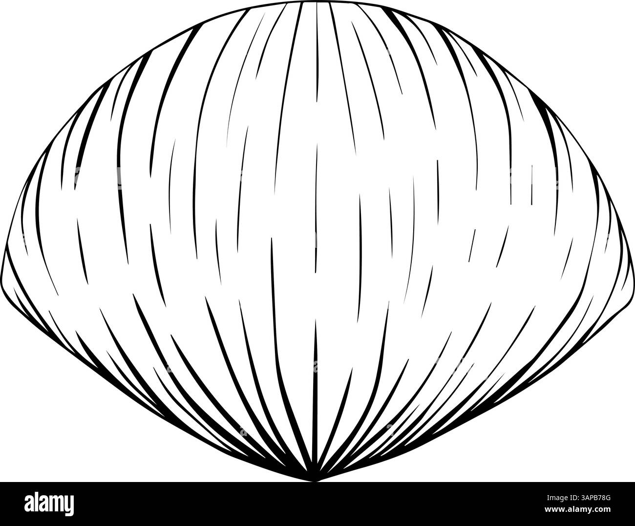 Seashell vector graphic line ink style. Sea shell, isolated on white ...