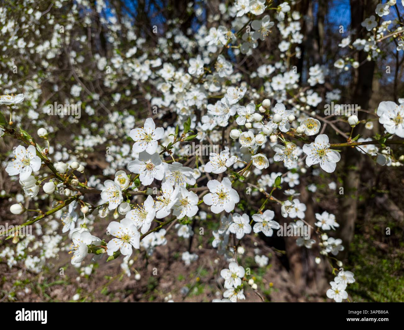 Cherry plum (Prunus cerasifera) - close-up view of clusters of delicate ...