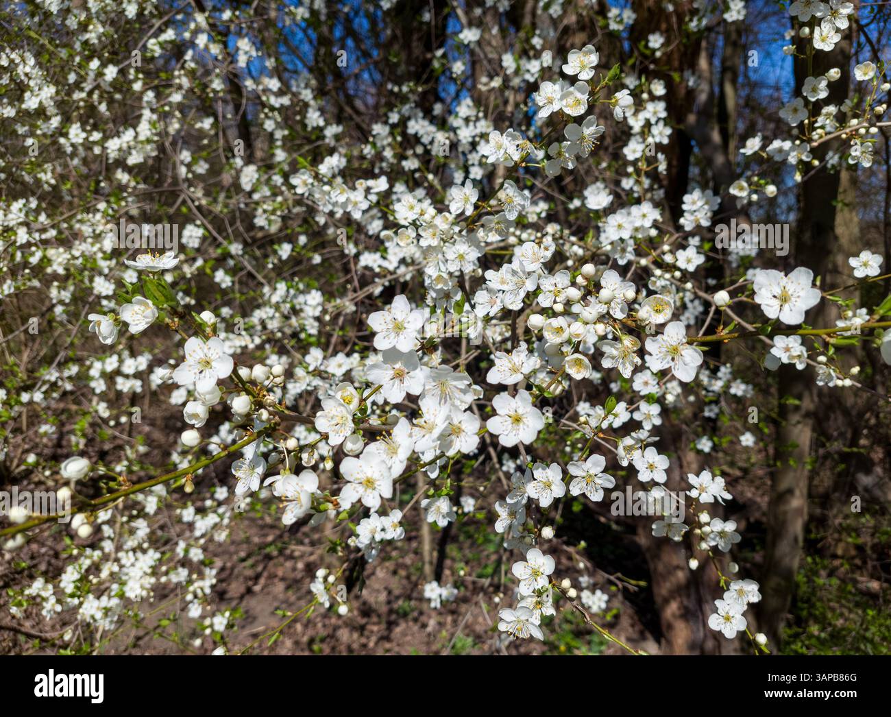 Cherry plum (Prunus cerasifera) - close-up view of clusters of delicate ...