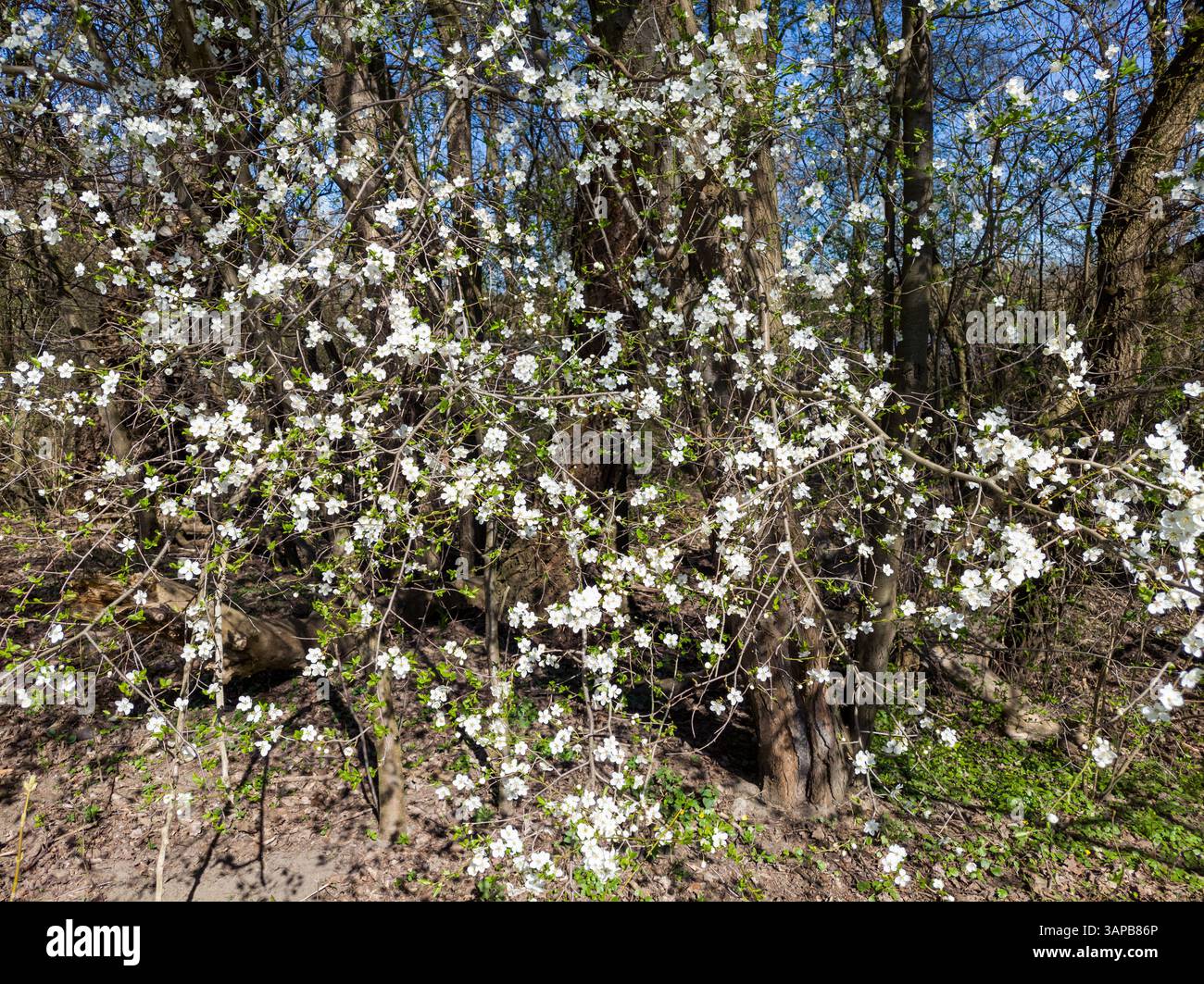 Cherry plum (Prunus cerasifera) - close-up view of clusters of delicate ...