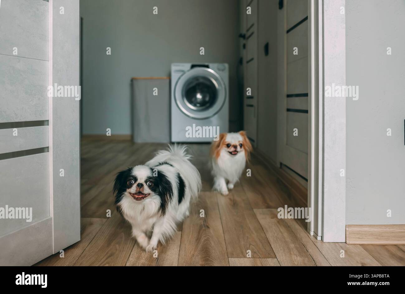 two playful dogs running through a modern home hallway near the laundry ...
