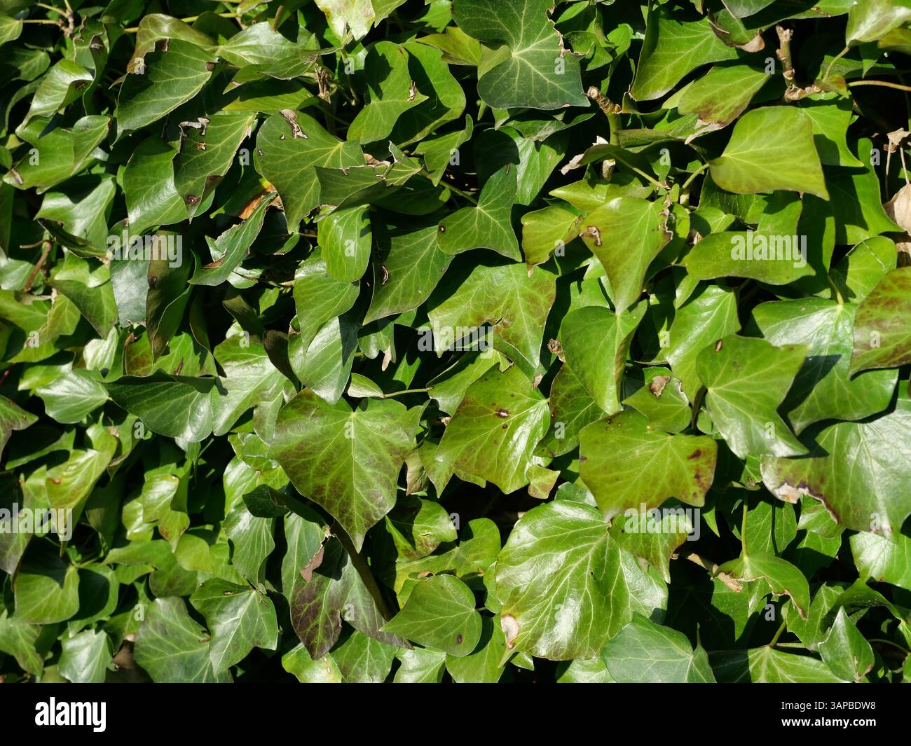 A dense green ivy hedge blooms in spring, attracting bees and insects ...