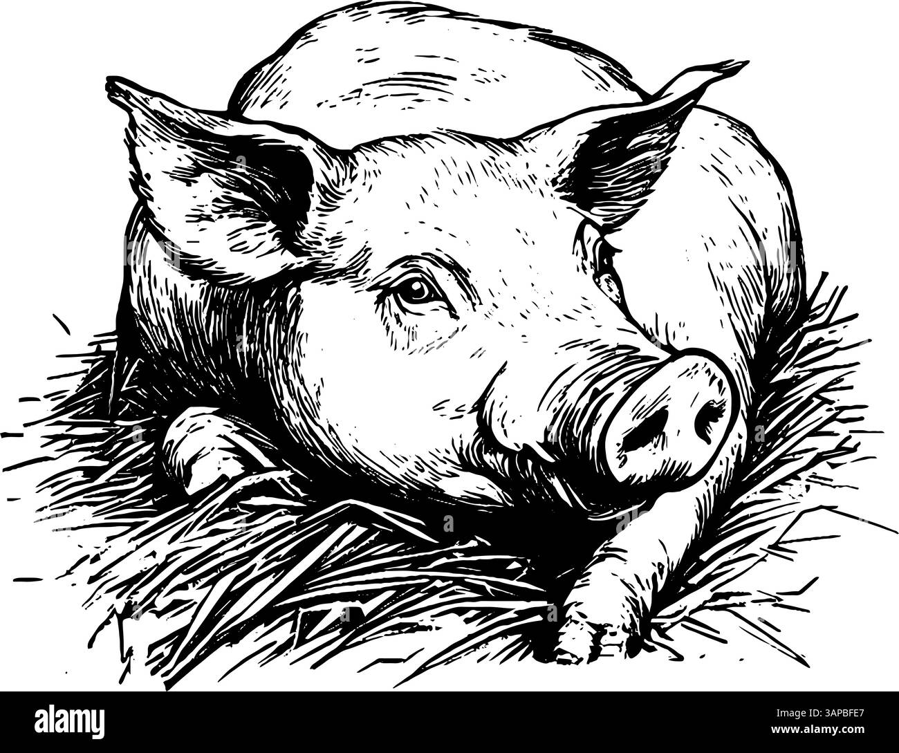 A detailed vintage woodcut illustration showcases a pig resting in ...