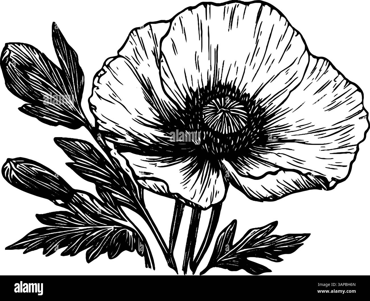 Organic natural full leaf Black and White Stock Photos & Images - Alamy