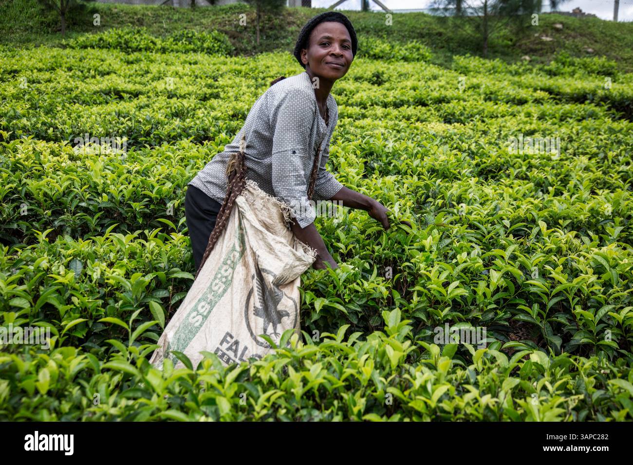 Tea plantations in Uganda, Africa Stock Photo - Alamy