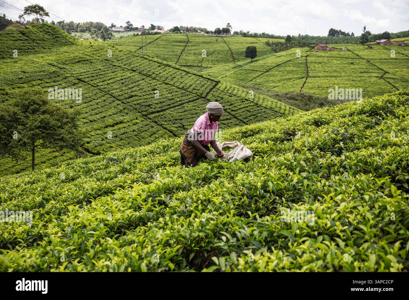 Tea plantations in Uganda, Africa Stock Photo - Alamy