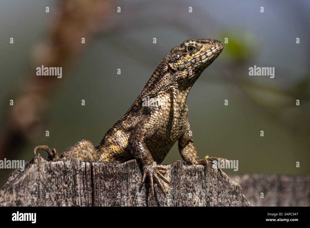 Curly Tailed Lizard Up close face detail Stock Photo - Alamy