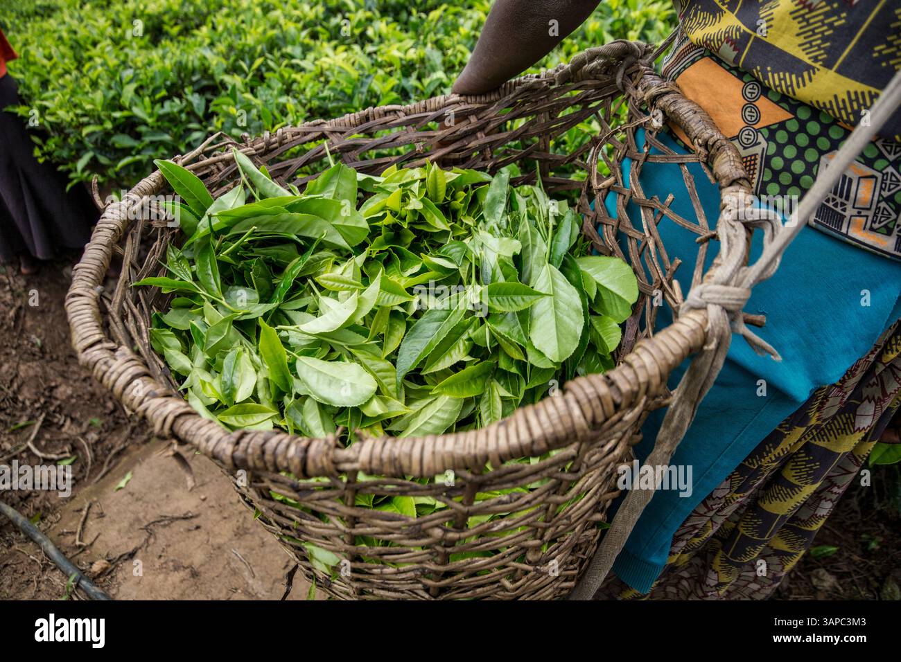 Tea plantations in Uganda, Africa Stock Photo - Alamy