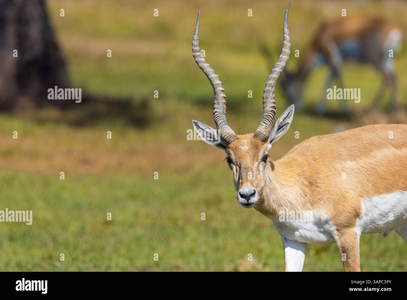African Antelope with twisted horns Stock Photo - Alamy