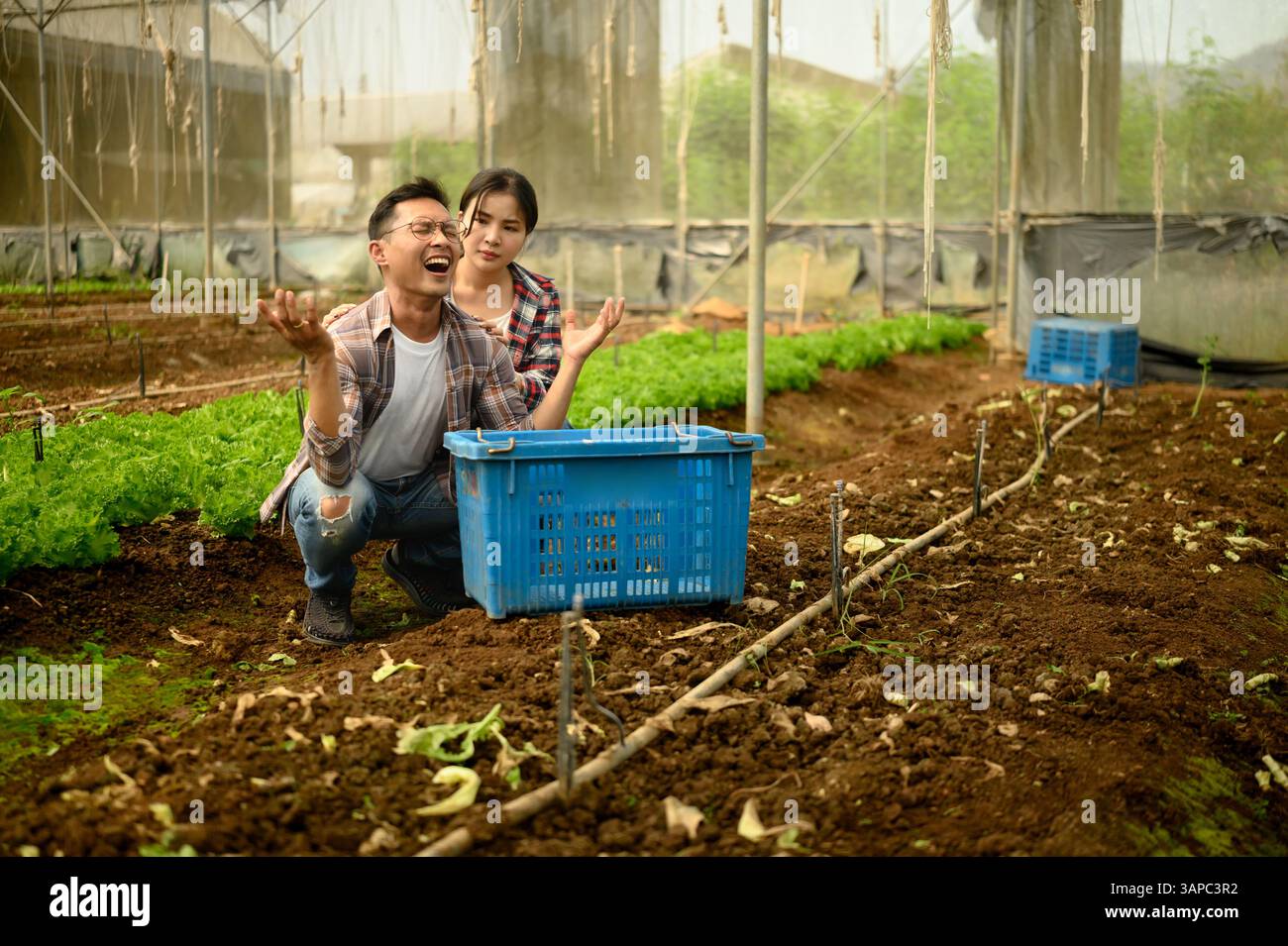 Farmer feeling defeated over poor harvest. Crop failure and ...