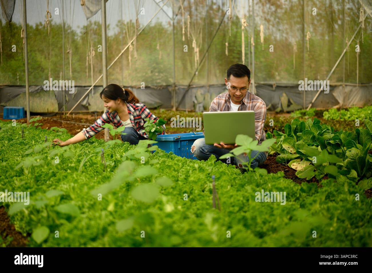 Farmers managing organic vegetables in a greenhouse, using laptop for ...