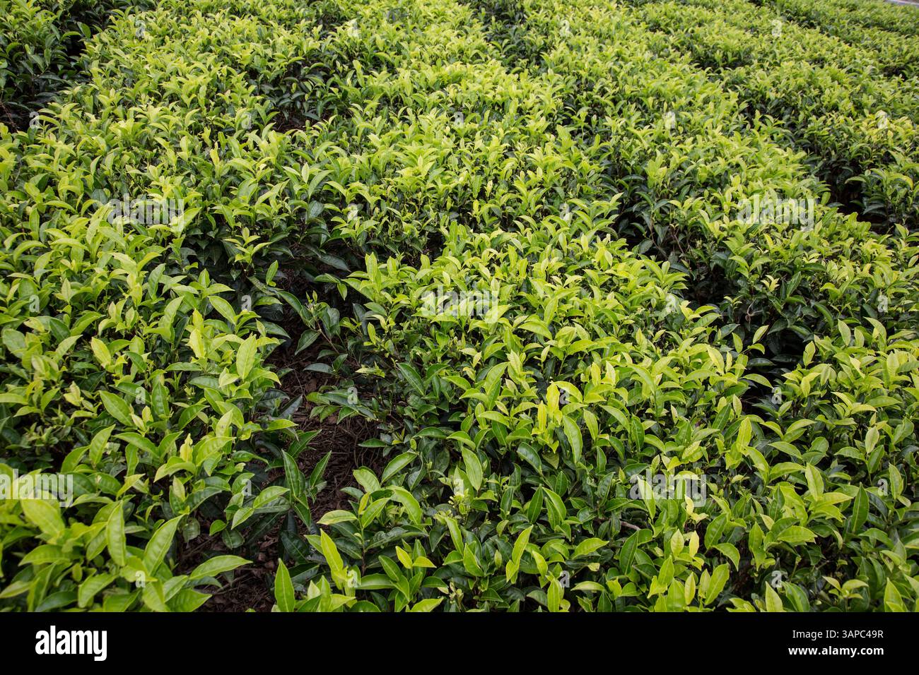 Tea plantations in Uganda, Africa Stock Photo - Alamy