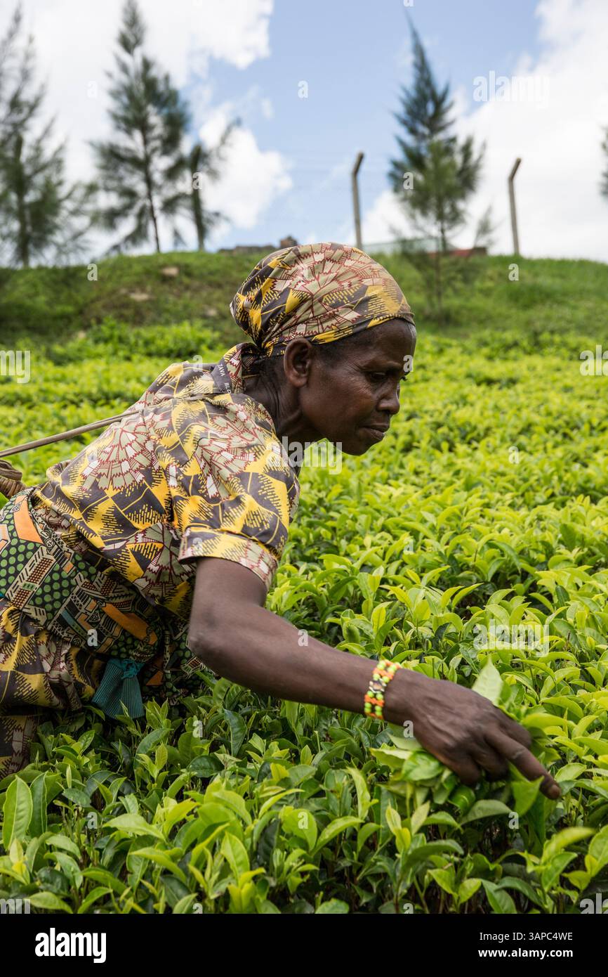 Tea plantations in Uganda, Africa Stock Photo - Alamy