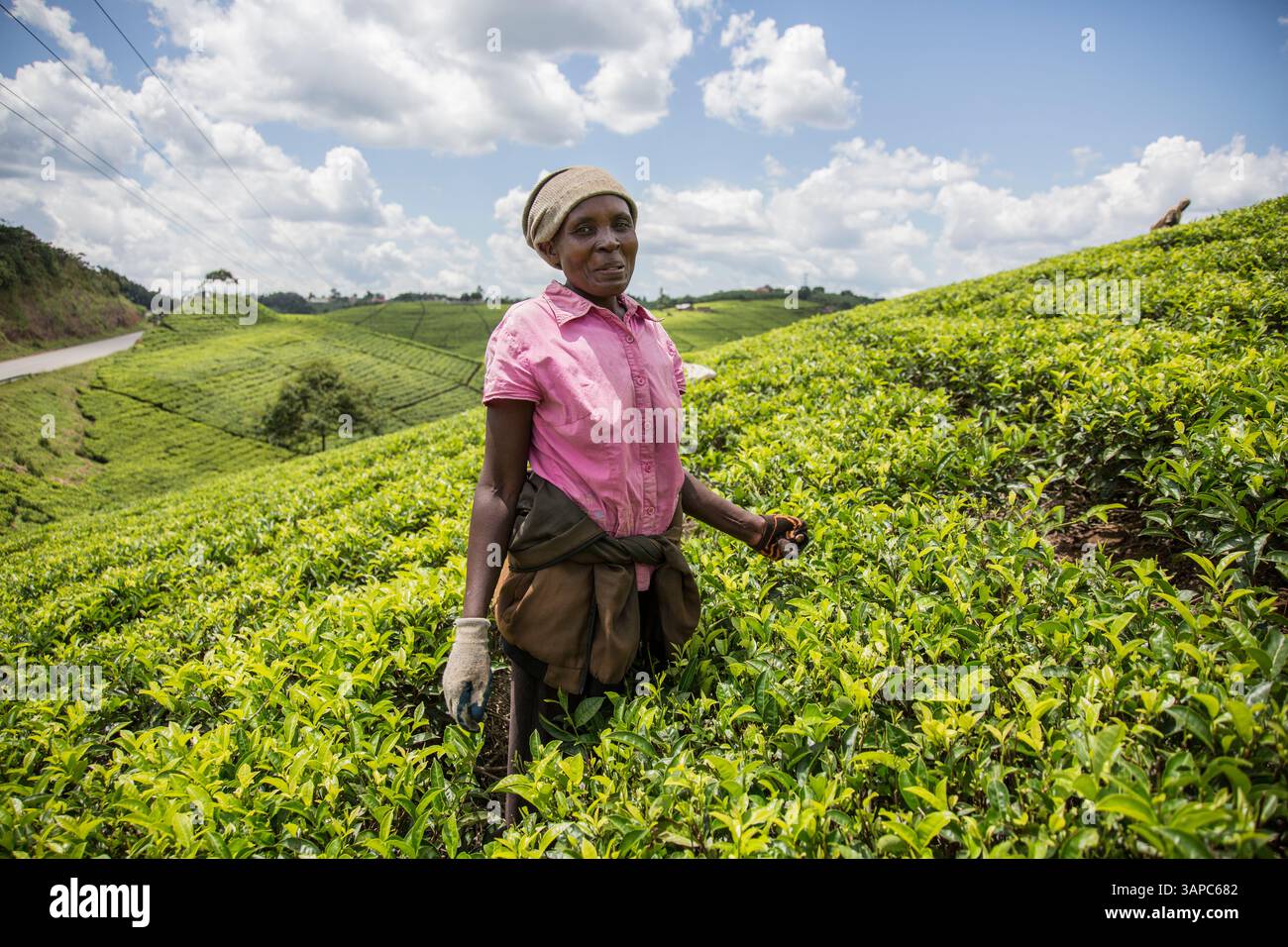 Tea plantations in Uganda, Africa Stock Photo - Alamy