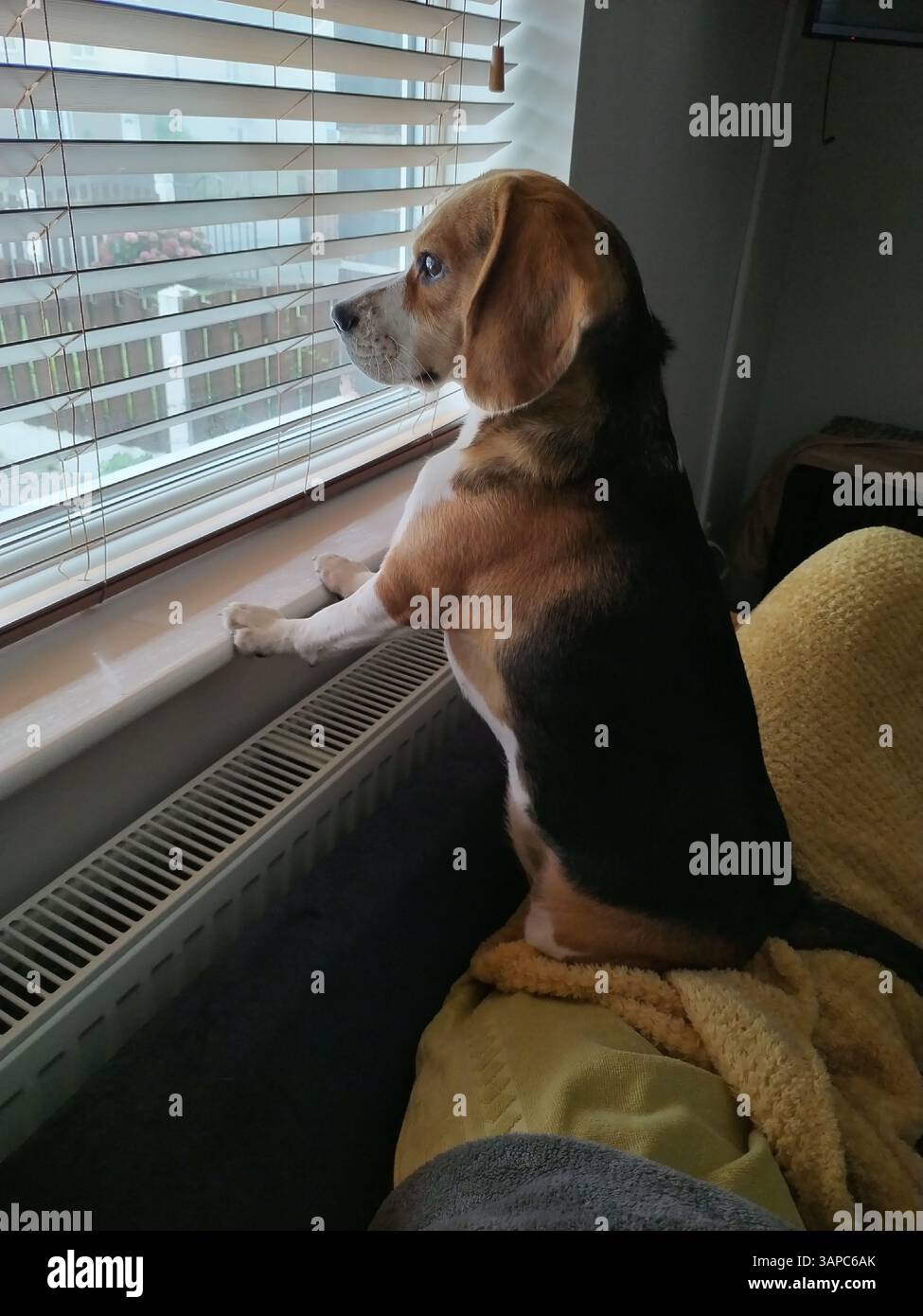 Beagle Dog Looking Out of the Window, Waiting Stock Photo - Alamy