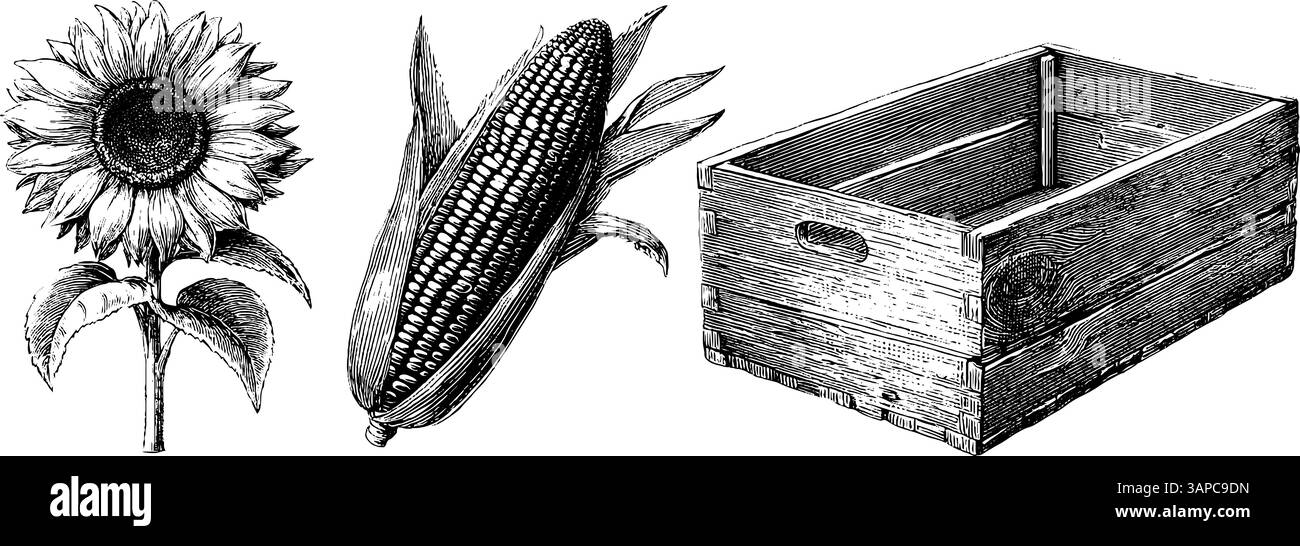 Vintage astronomy collection: engraved comet, telescope, and meteorite ...