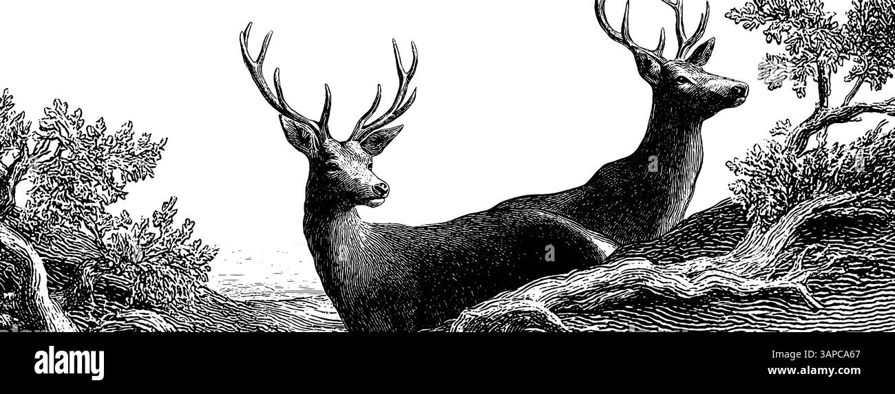 Antique botanical art prints Cut Out Stock Images & Pictures - Alamy