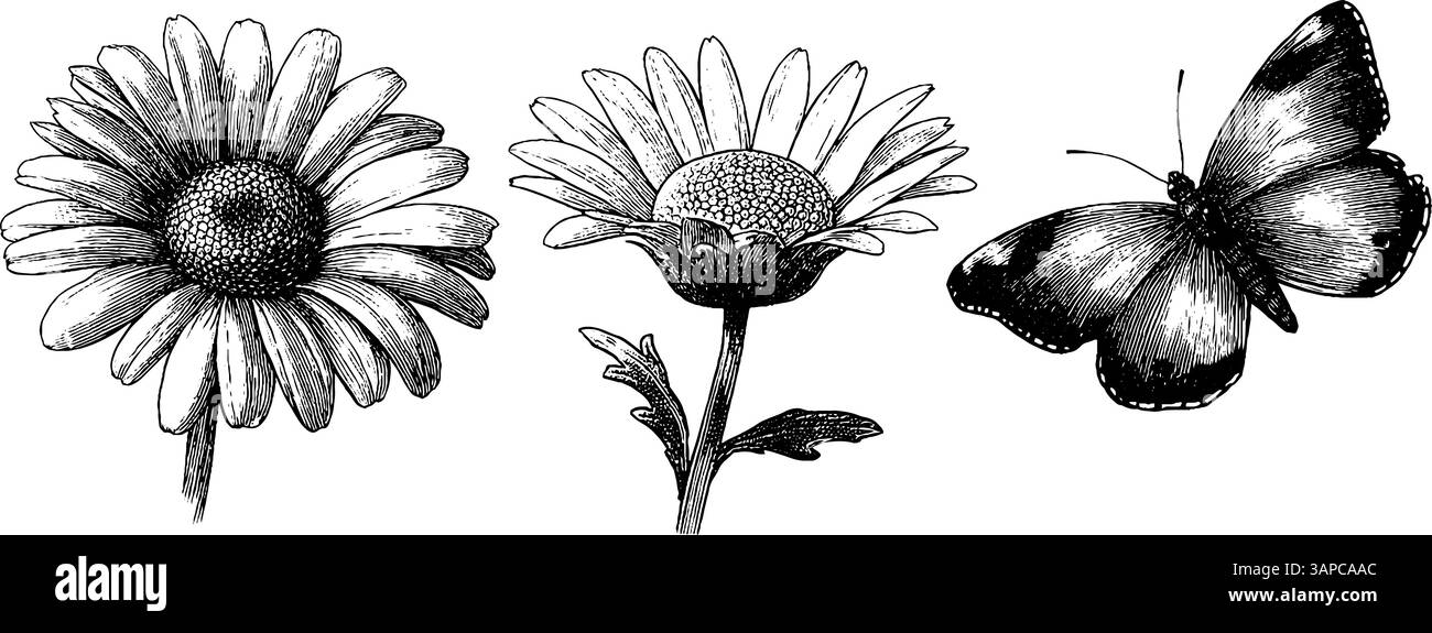 Vintage engraved botanical art featuring daisies and butterfly for ...