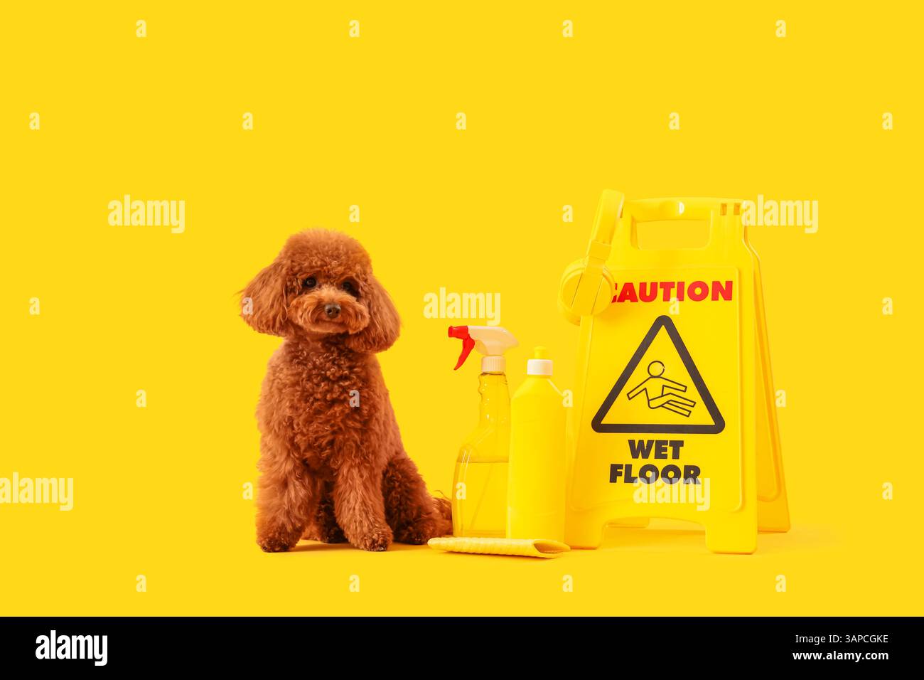 Cute Toy Poodle with bottles of detergent and caution sign on yellow ...
