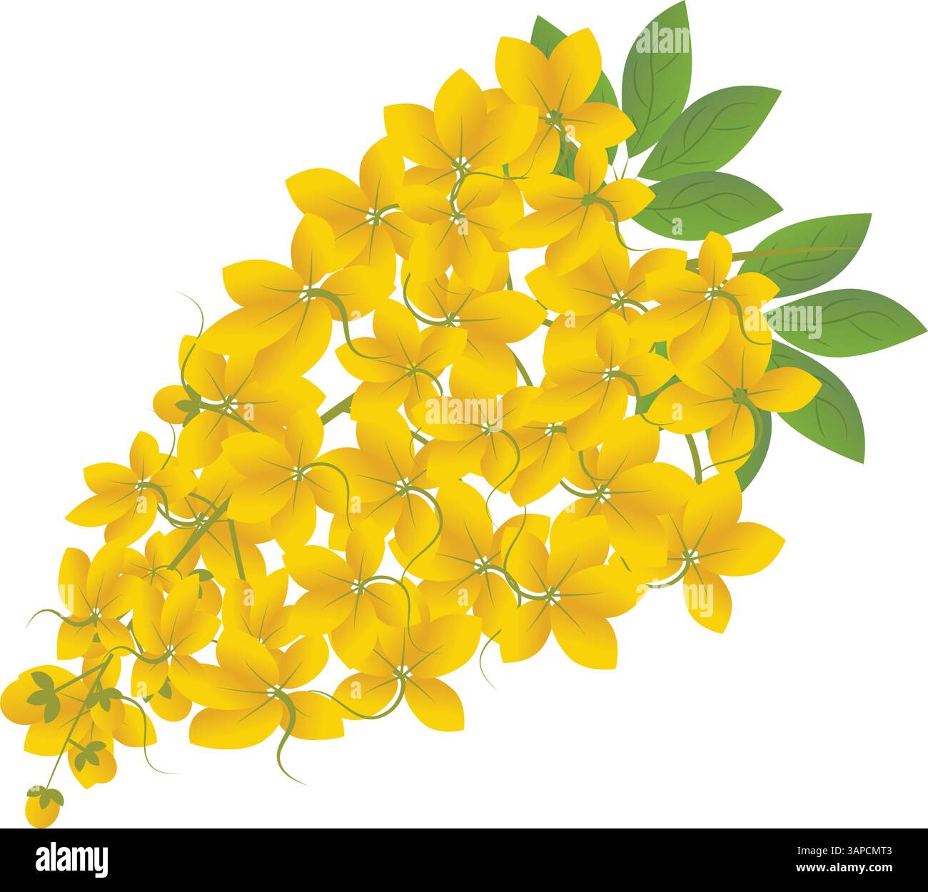Cassia Fistula Golden Shower Tree Flower Vector Illustration Stock ...