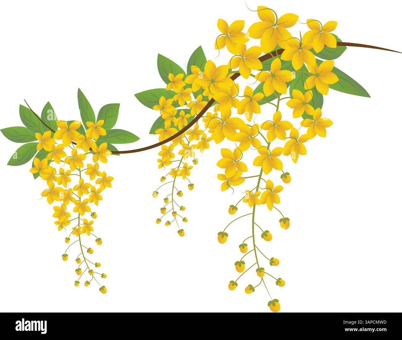 Cassia Fistula Golden Shower Tree Flower Vector Illustration Stock Vector Image & Art - Alamy