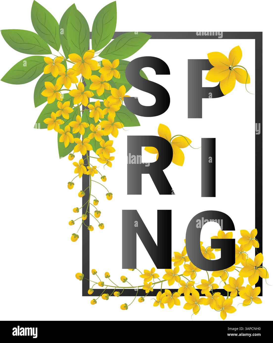 Cassia Fistula Golden Shower Tree Flower Vector Illustration Stock Vector Image & Art - Alamy