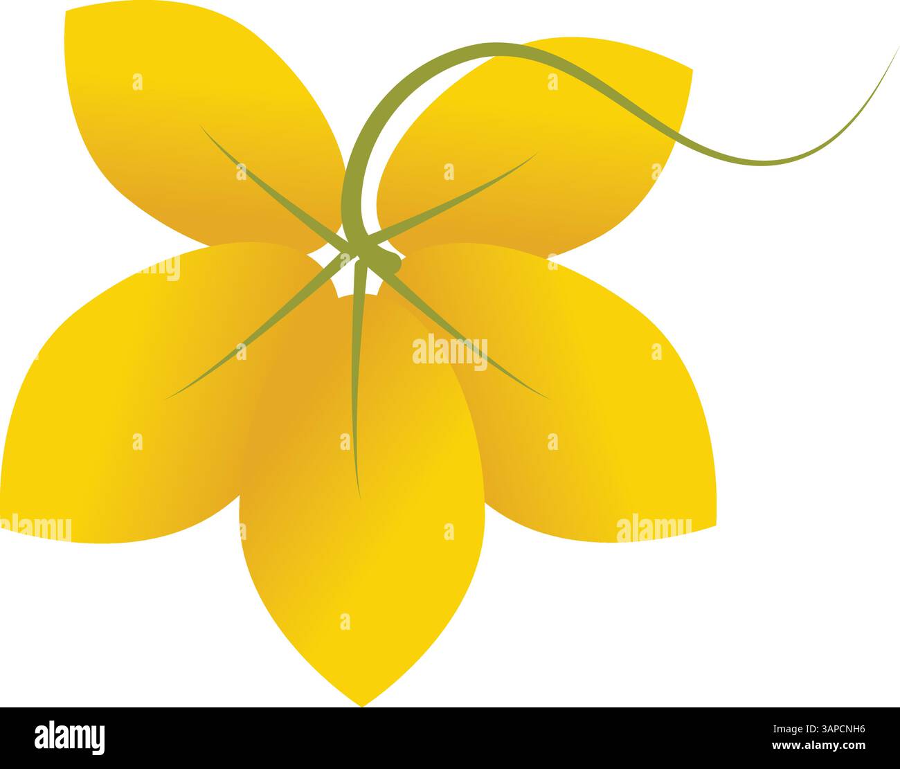 Cassia Fistula Golden Shower Tree Flower Vector Illustration Stock Vector Image & Art - Alamy