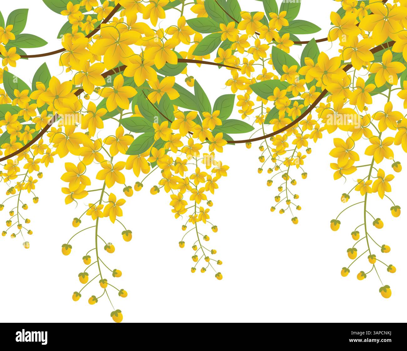 Cassia Fistula Golden Shower Tree Flower Vector Illustration Stock Vector Image & Art - Alamy