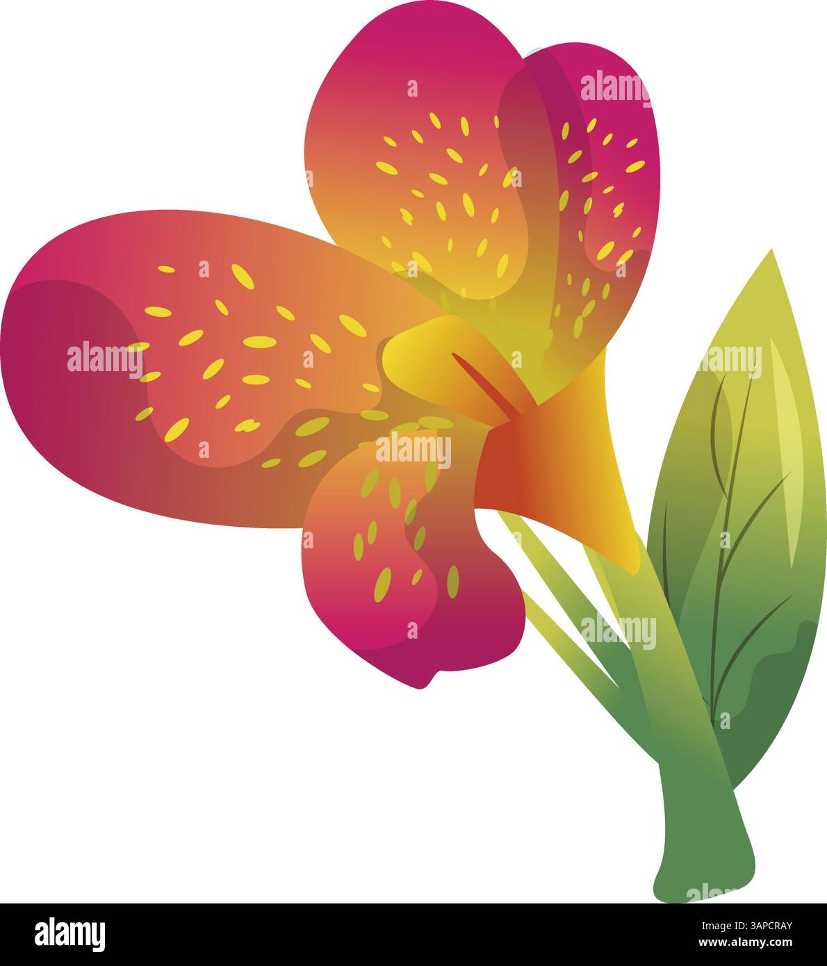 Canna Lily Tropical Flower Illustration Stock Vector Image & Art - Alamy