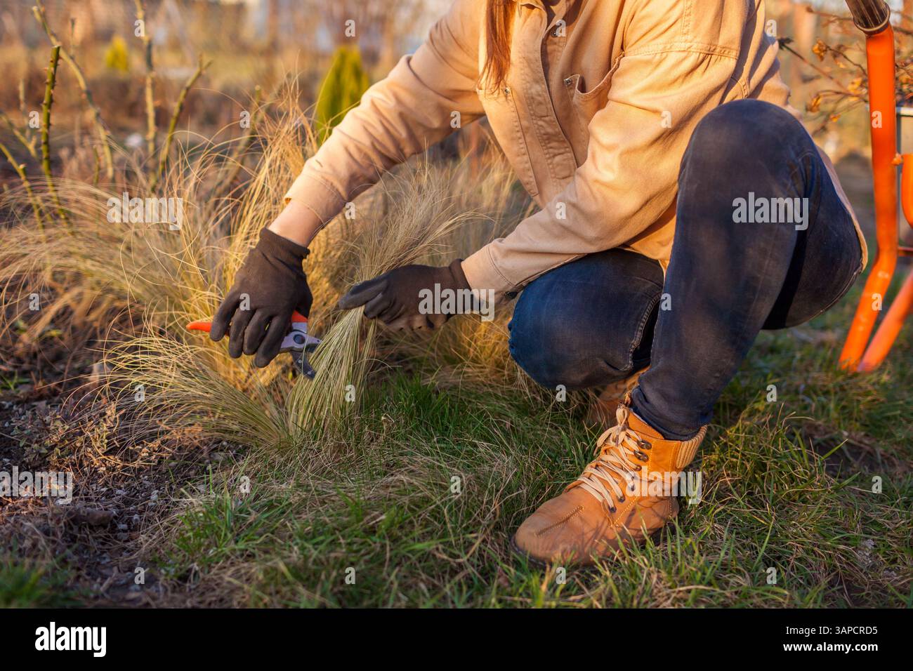 Cutting back ornamental grasses in spring garden. Gardener pruning ...