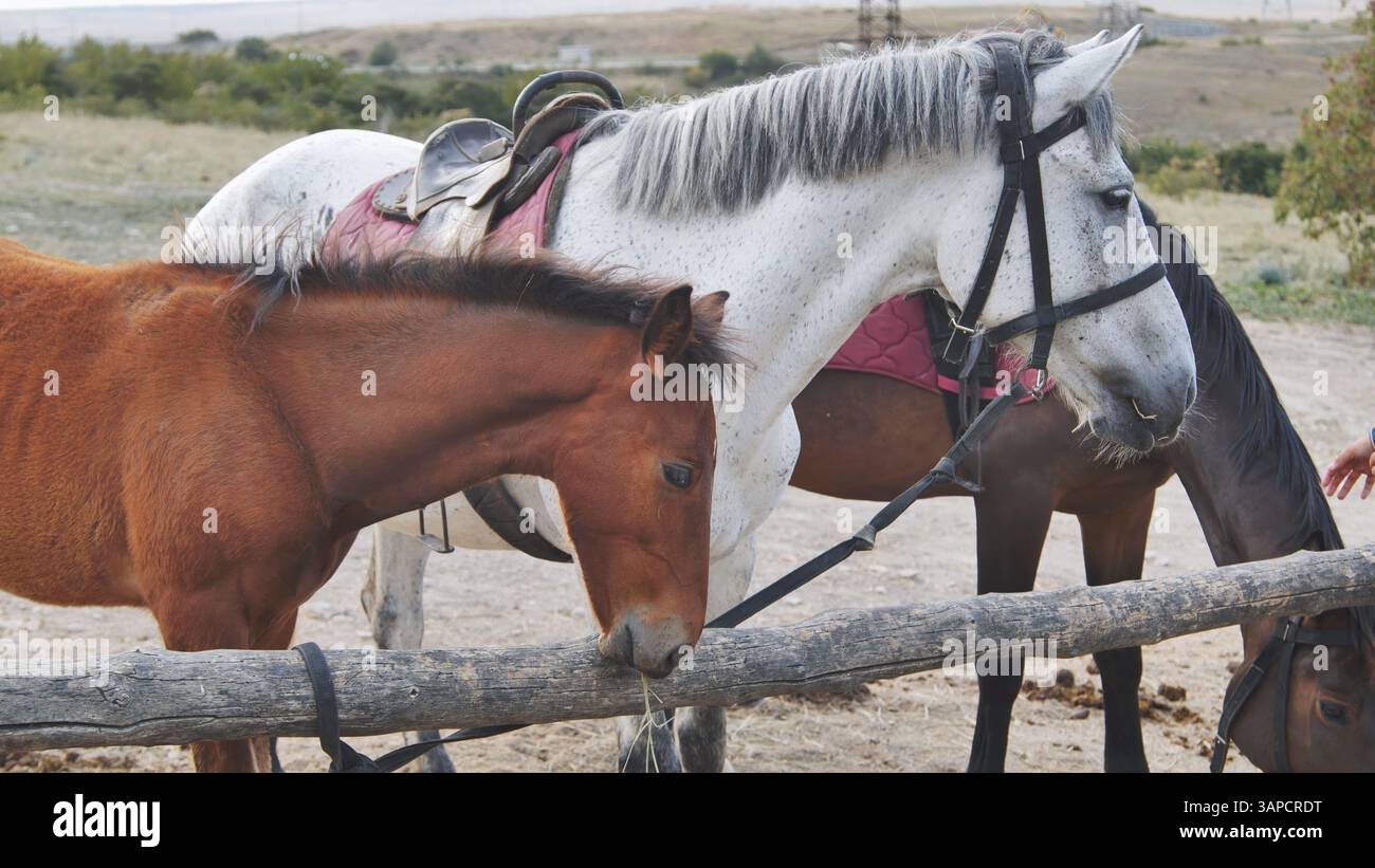 Horse eating hay behind hi-res stock photography and images - Alamy