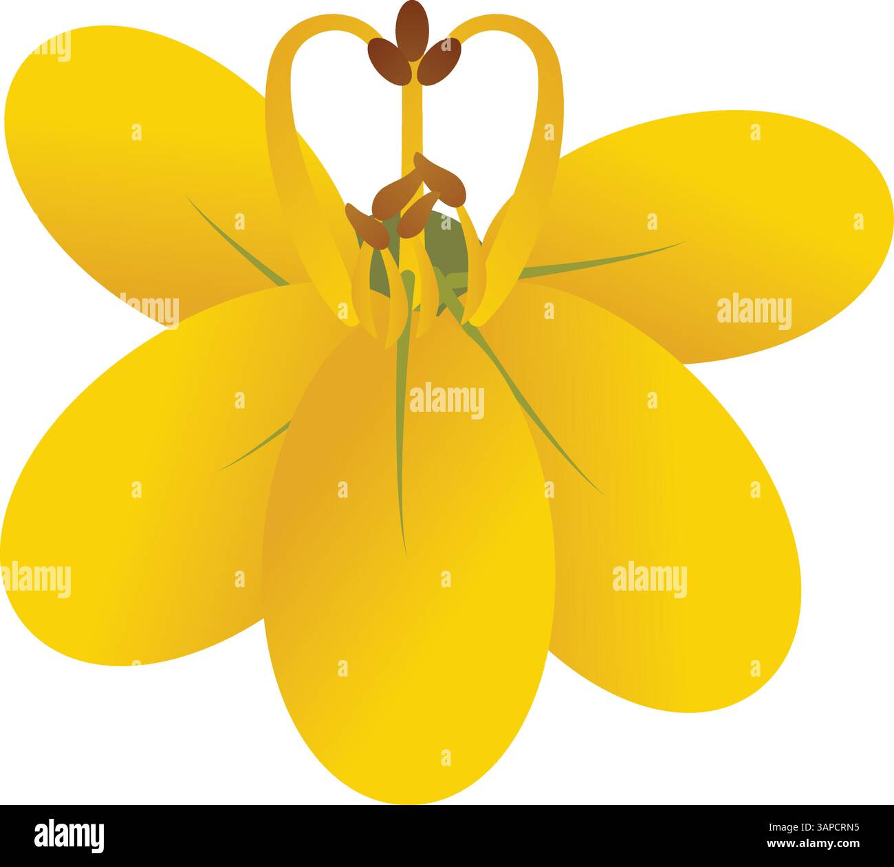 Golden shower plant Stock Vector Images - Alamy