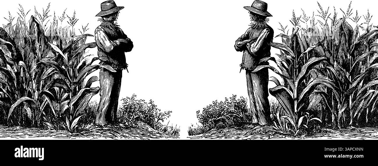 Vintage engraved illustration set of scarecrow and corn in field design ...