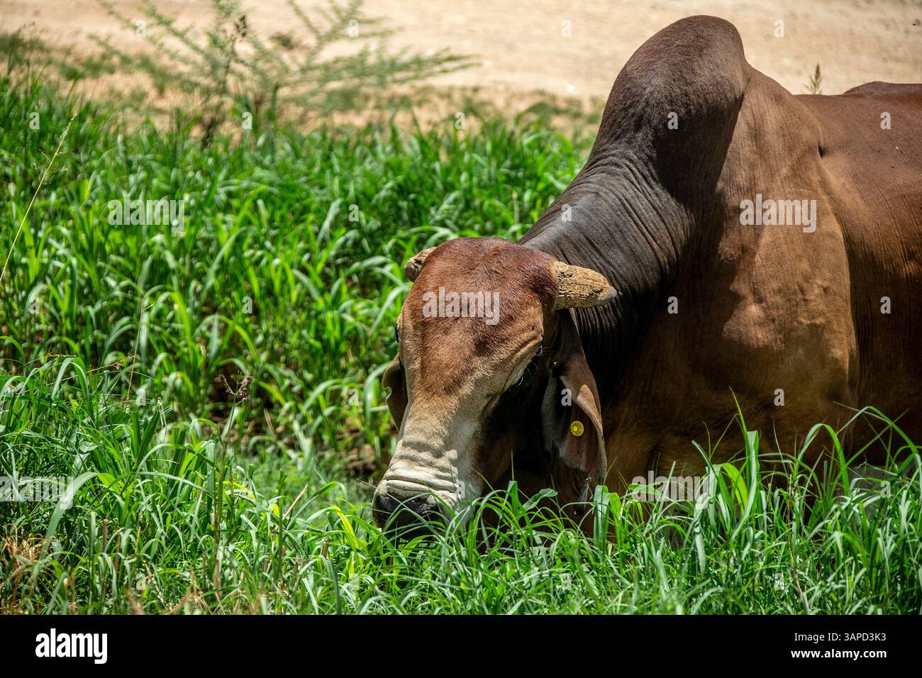 Red Brahman Bull, with the charecteristic hump, grazing on lush, green ...