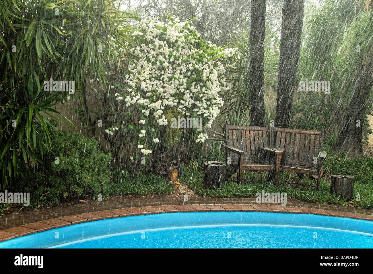 Heavy rain in a Namibian garden Stock Photo - Alamy