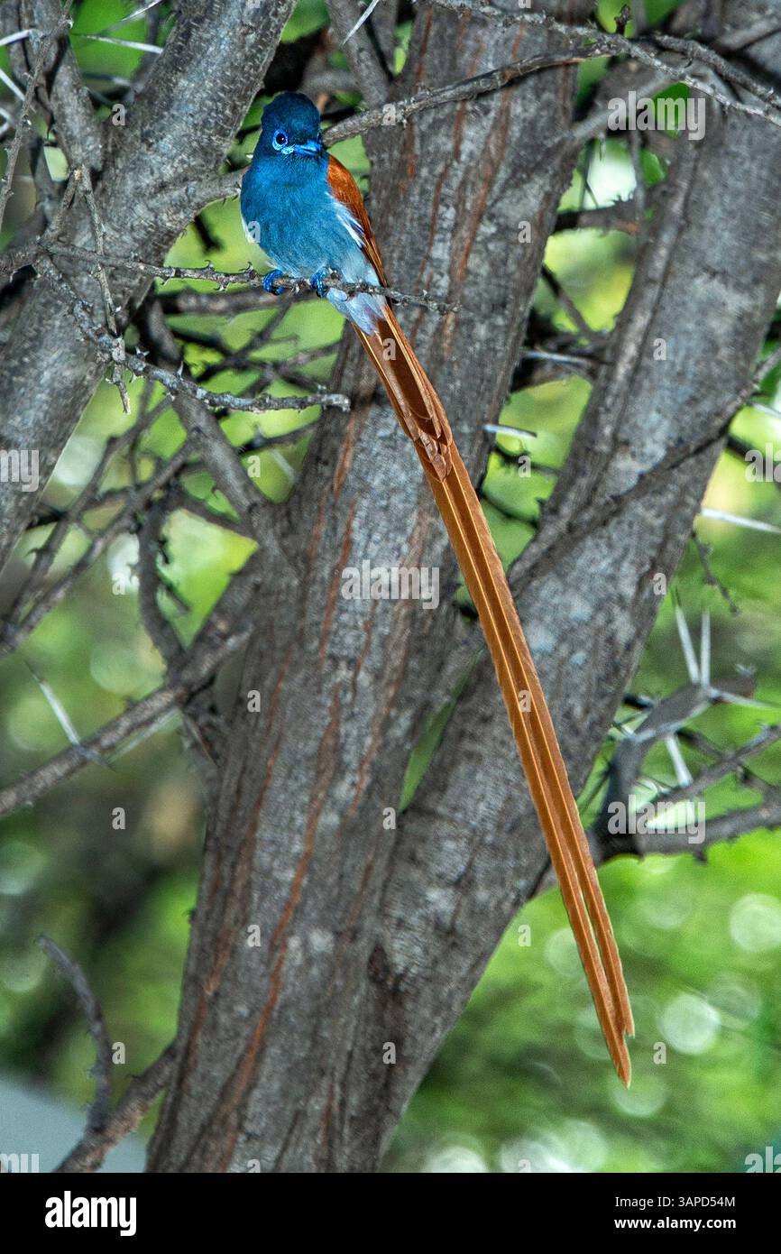 Blue coloured flycatcher hi-res stock photography and images - Alamy