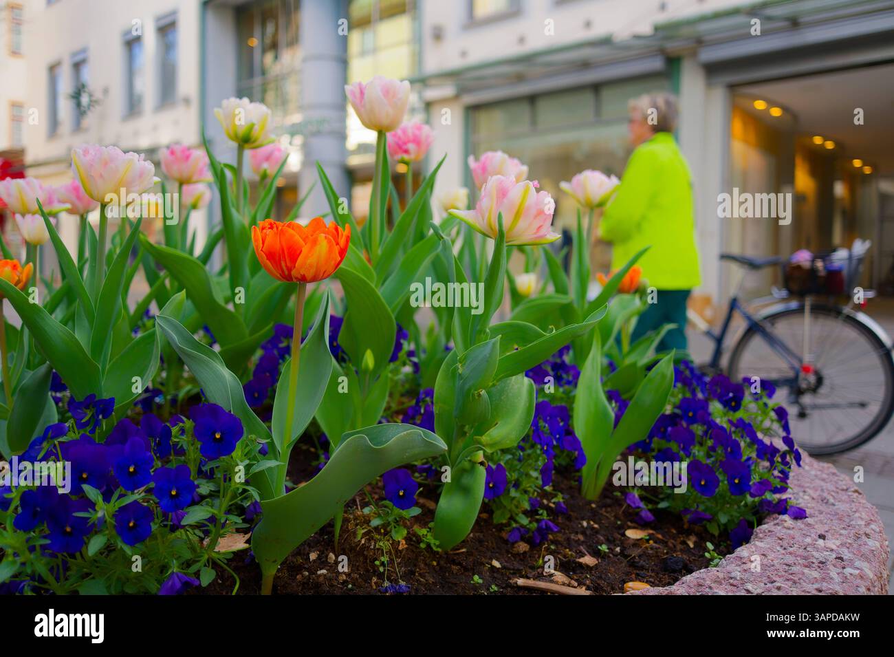Endlich Frühling in der Stadt. Blühende Blumen in der Fußgängerzone von ...