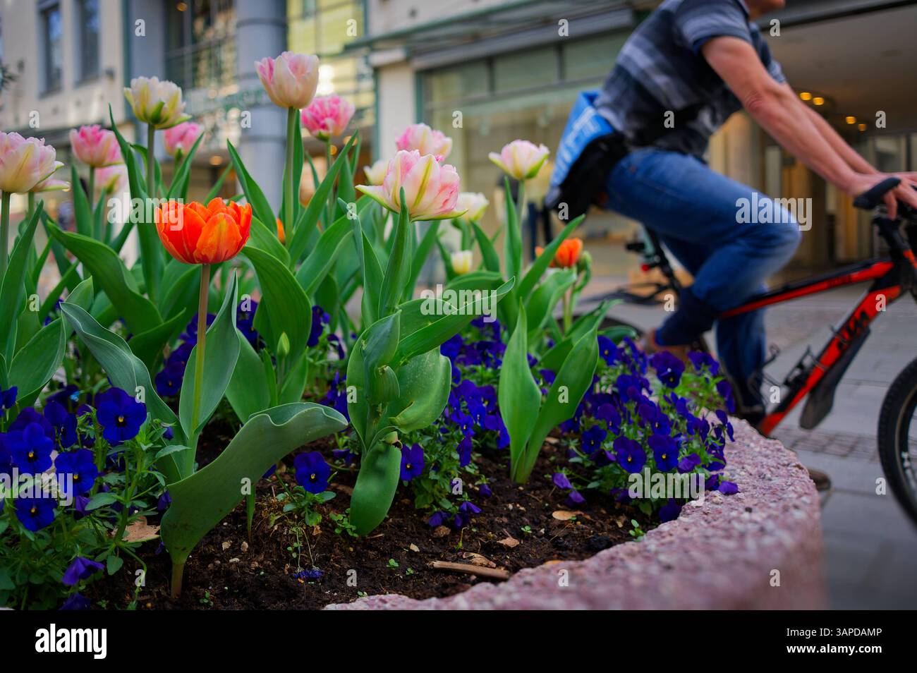 Endlich Frühling in der Stadt. Blühende Blumen in der Fußgängerzone von ...