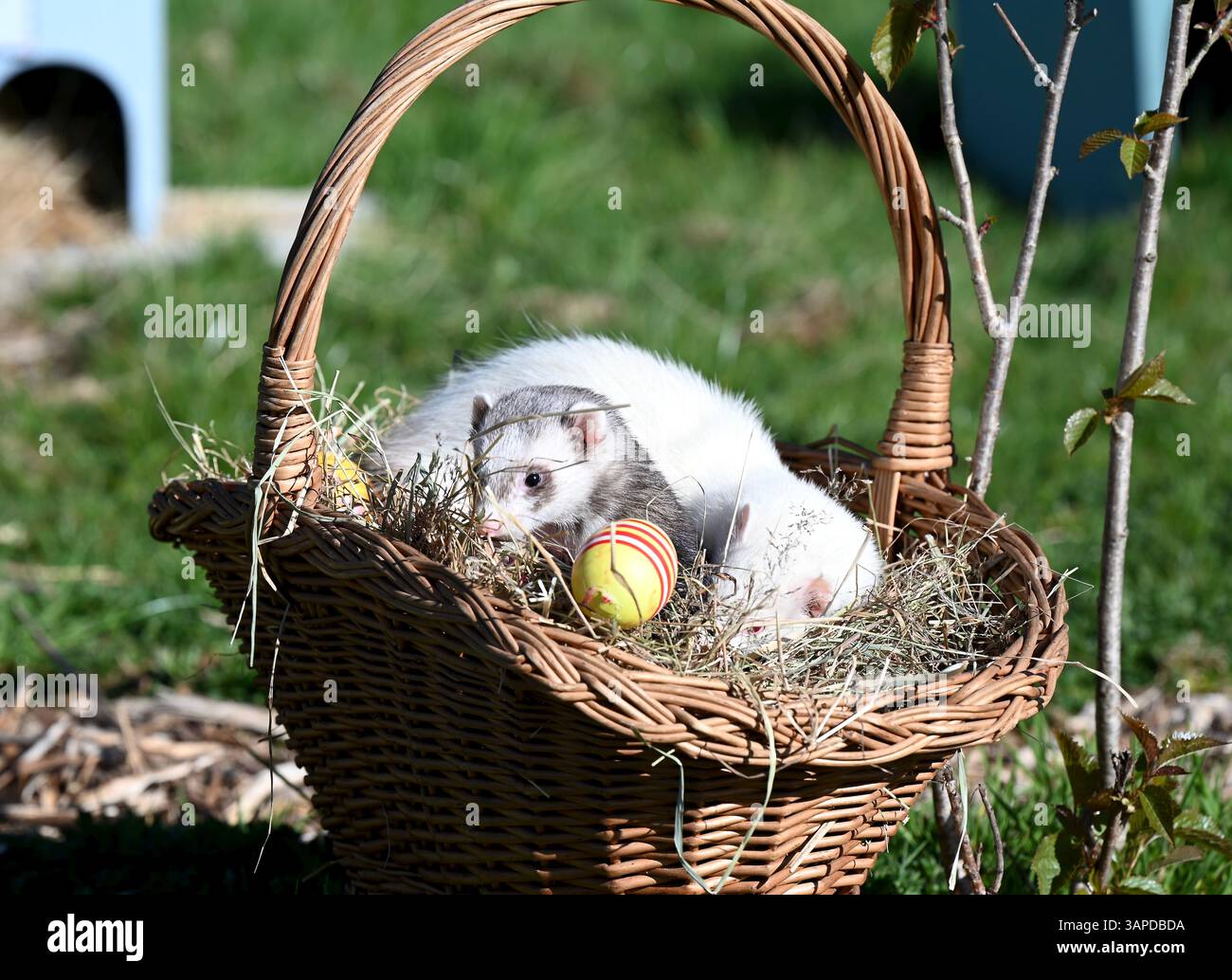 Easter has arrived at Whipsnade Zoo and zookeepers will mark the occasion with an assortment of ...
