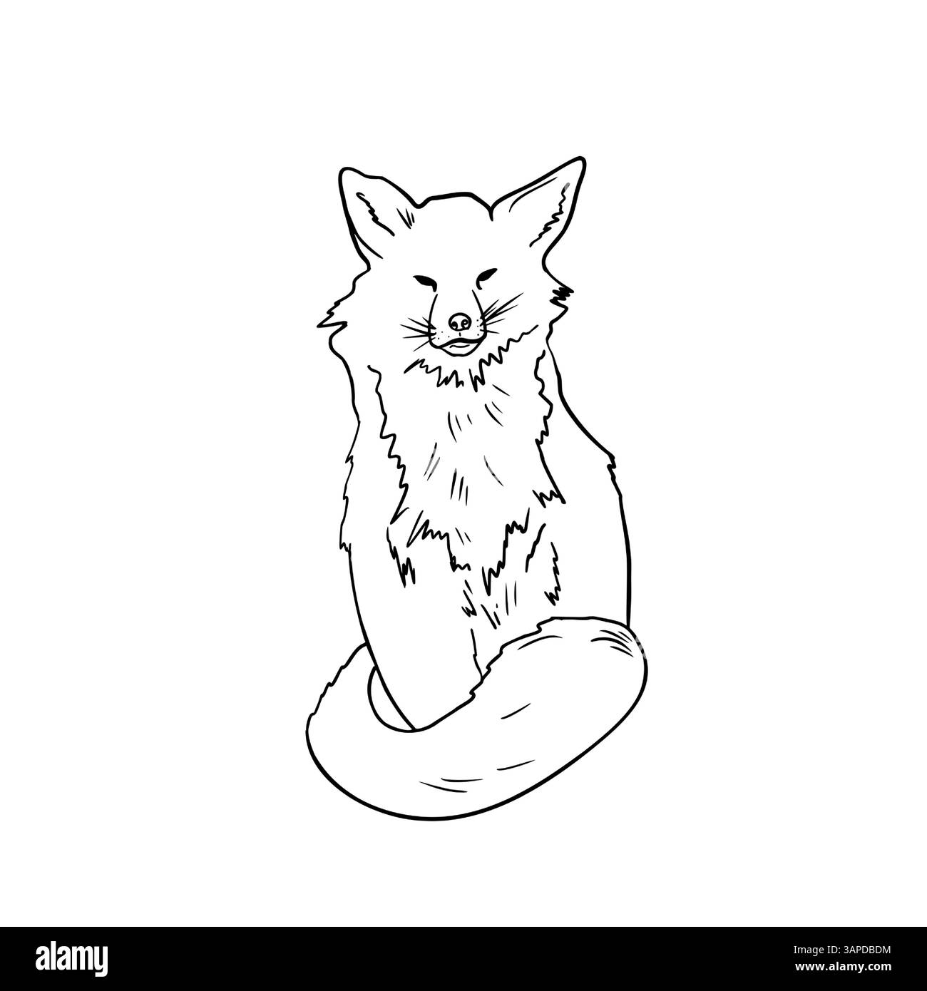 Red Fox sit black white hand drawn vector illustration. Wild animal ...