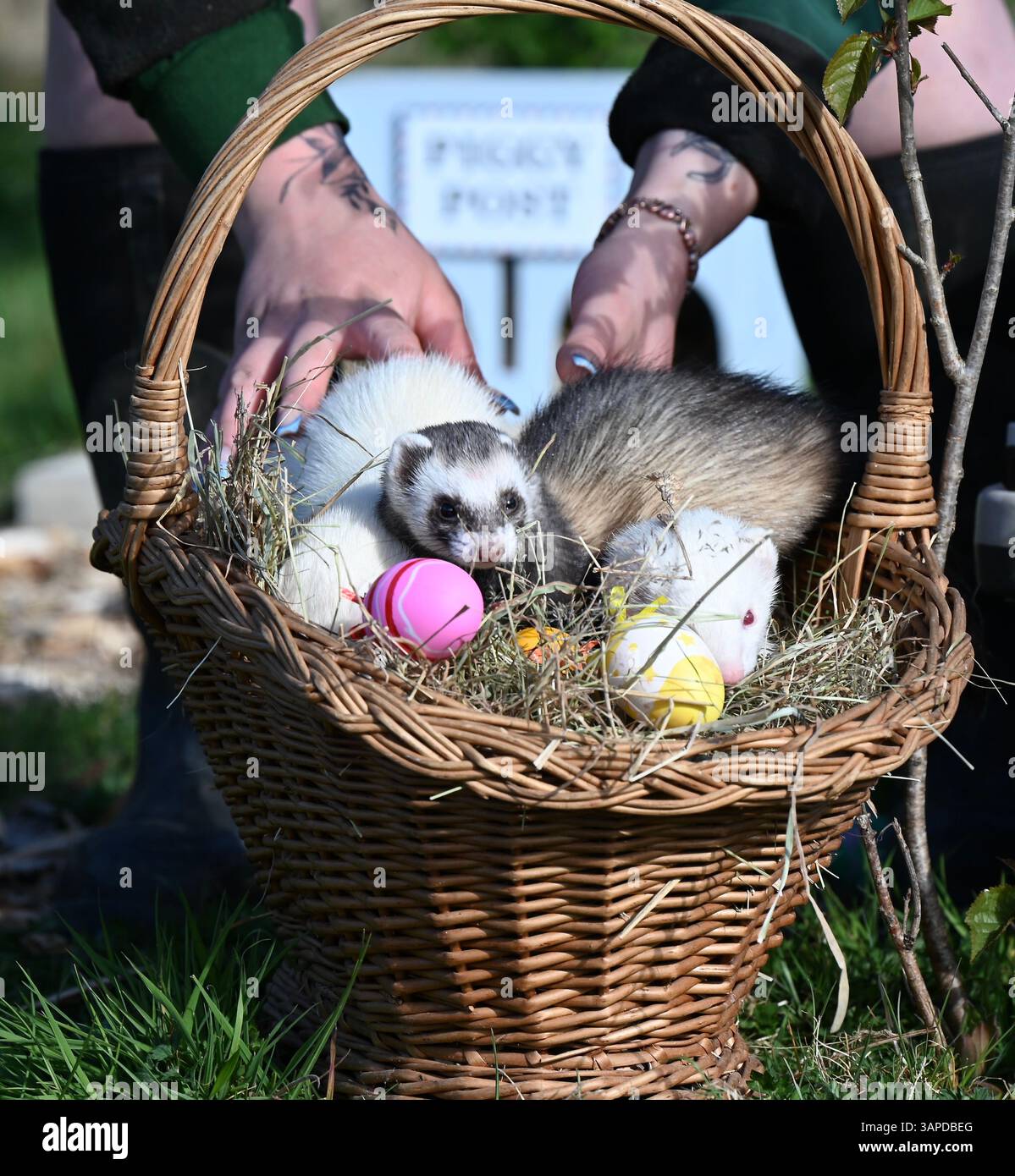 Easter has arrived at Whipsnade Zoo and zookeepers will mark the occasion with an assortment of ...