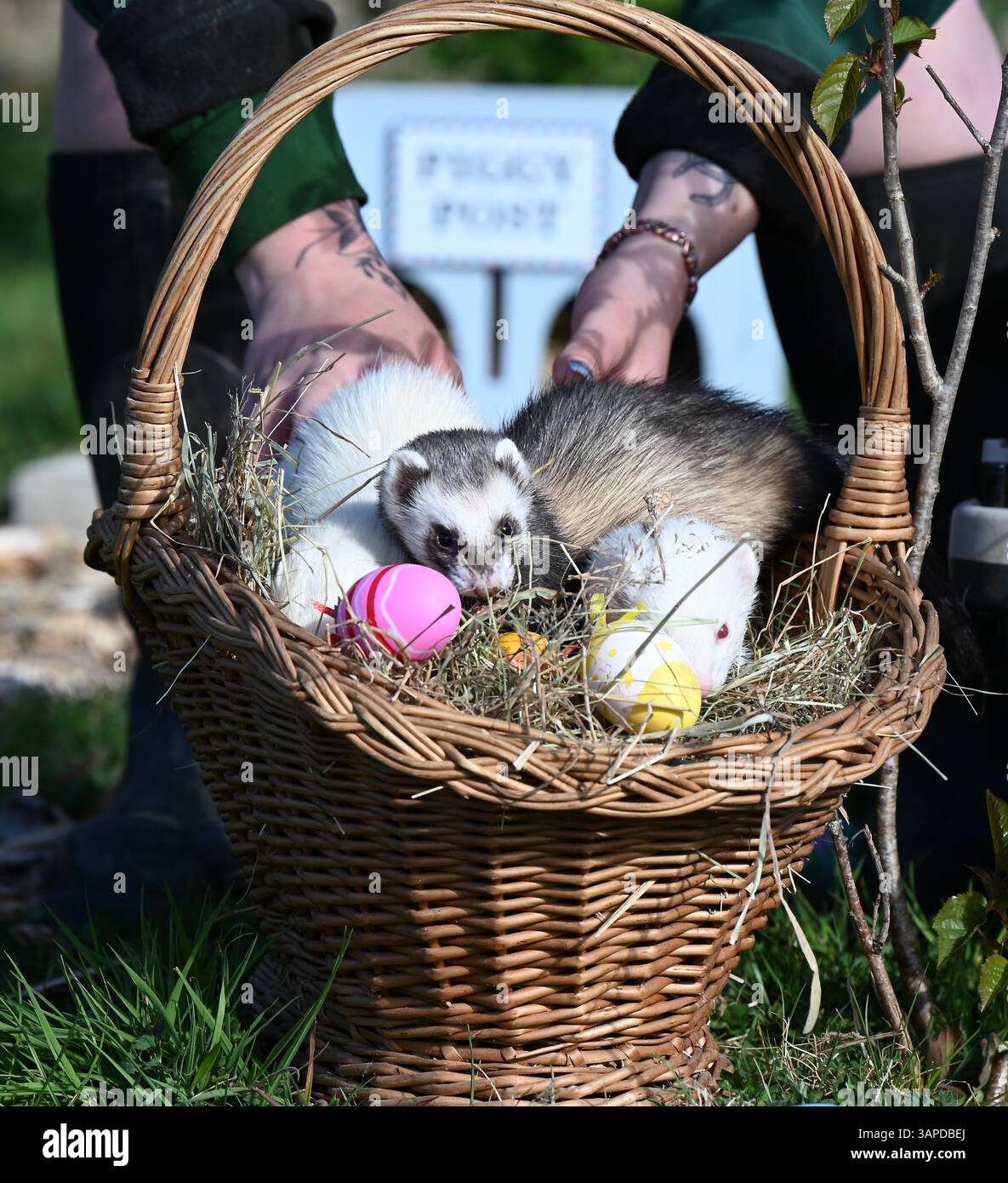 Easter has arrived at Whipsnade Zoo and zookeepers will mark the occasion with an assortment of ...