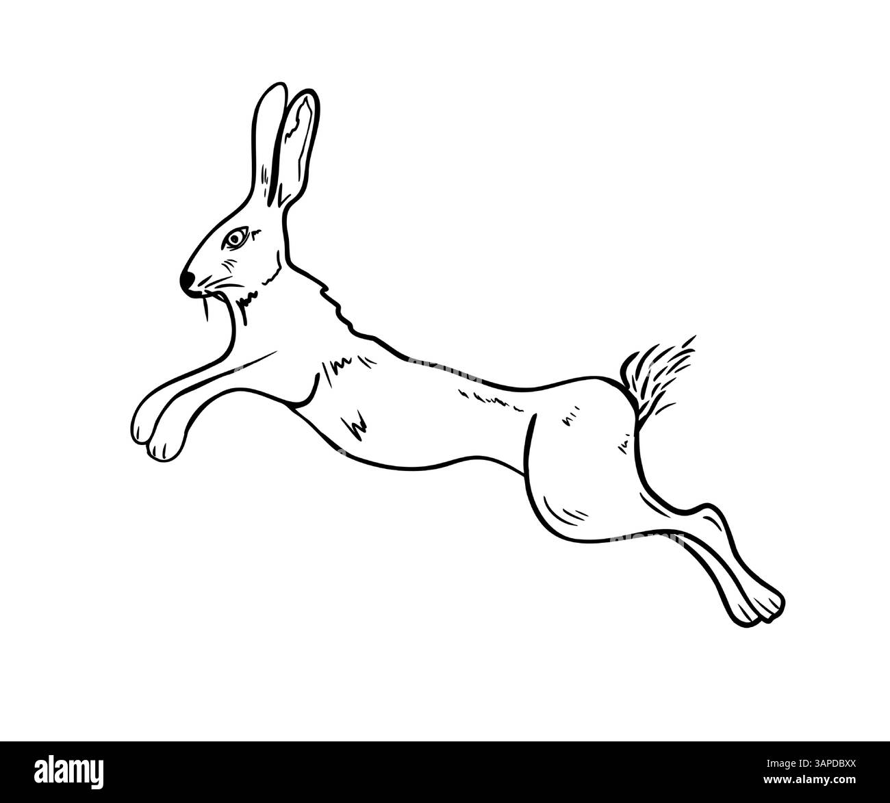 Hare run black white vector illustration hand drawn. Forest animal long ...