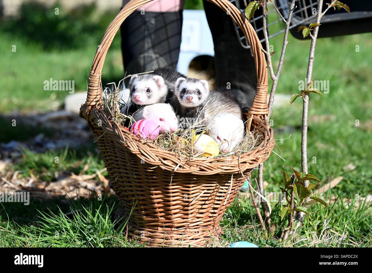 Easter has arrived at Whipsnade Zoo and zookeepers will mark the occasion with an assortment of ...