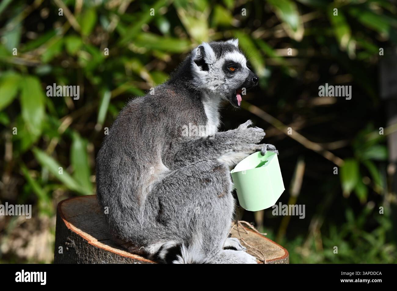 Easter has arrived at Whipsnade Zoo and zookeepers will mark the occasion with an assortment of ...