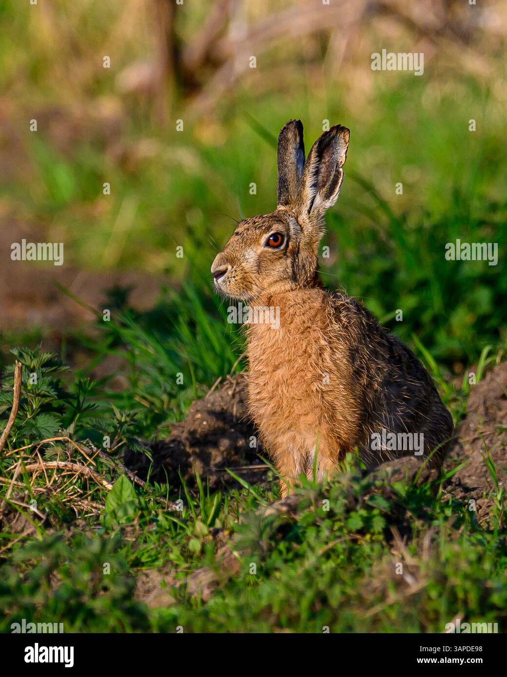 Hare in mono hi-res stock photography and images - Alamy
