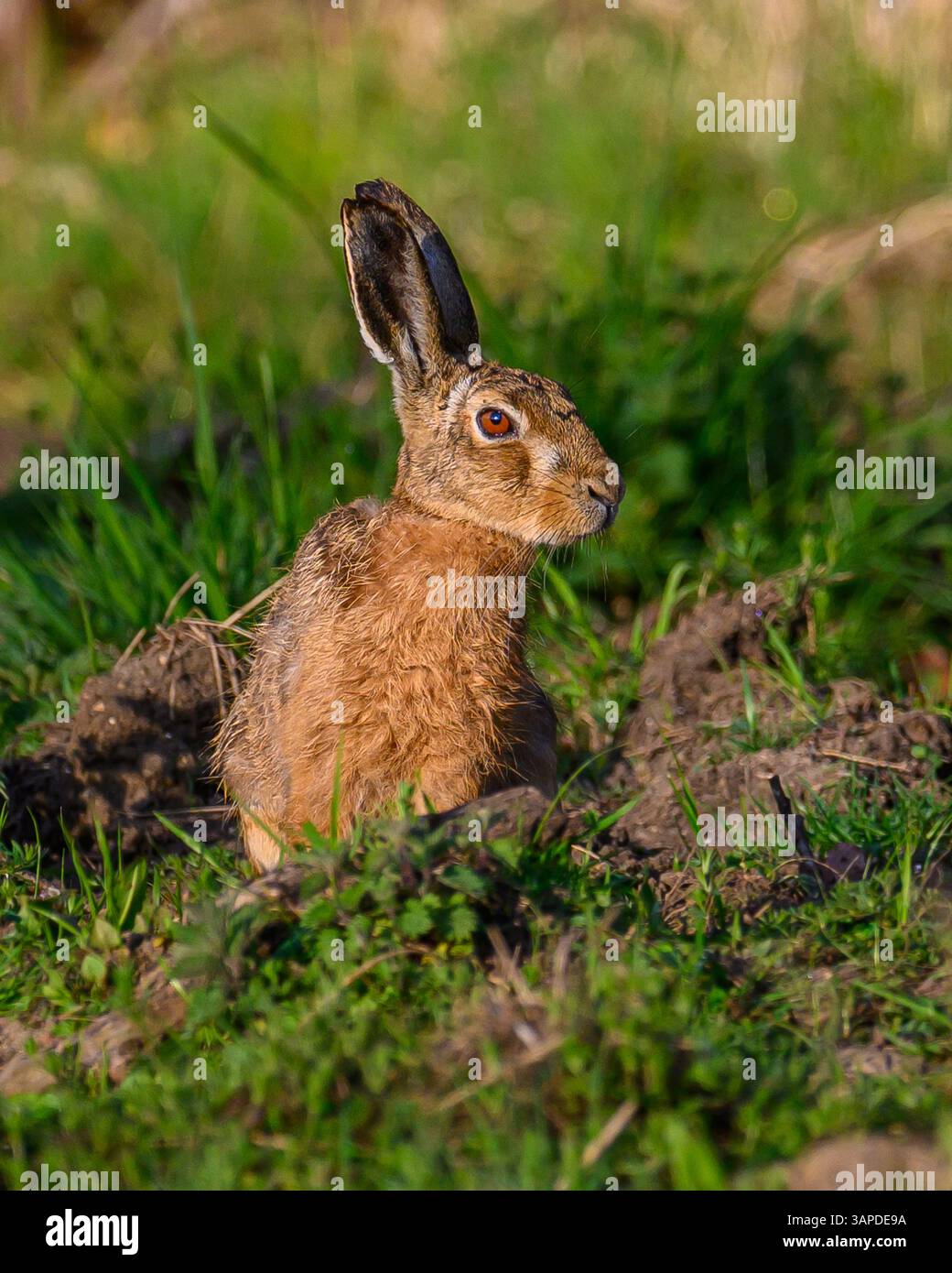 Hare in mono hi-res stock photography and images - Alamy
