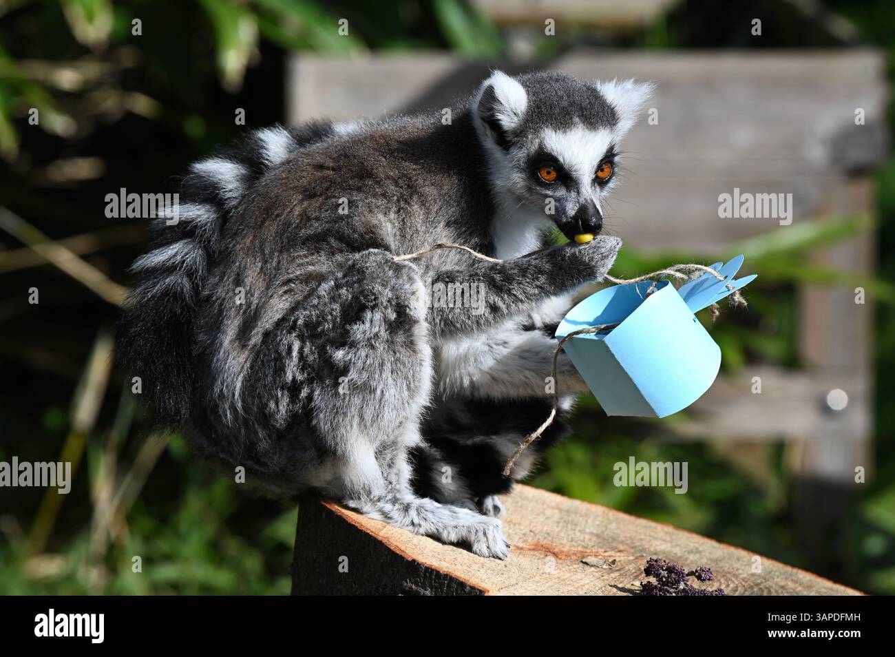 Easter has arrived at Whipsnade Zoo and zookeepers will mark the occasion with an assortment of ...