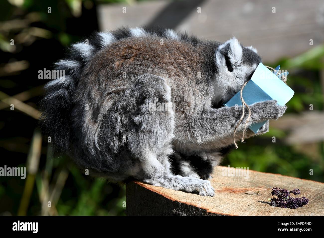 Easter has arrived at Whipsnade Zoo and zookeepers will mark the occasion with an assortment of ...